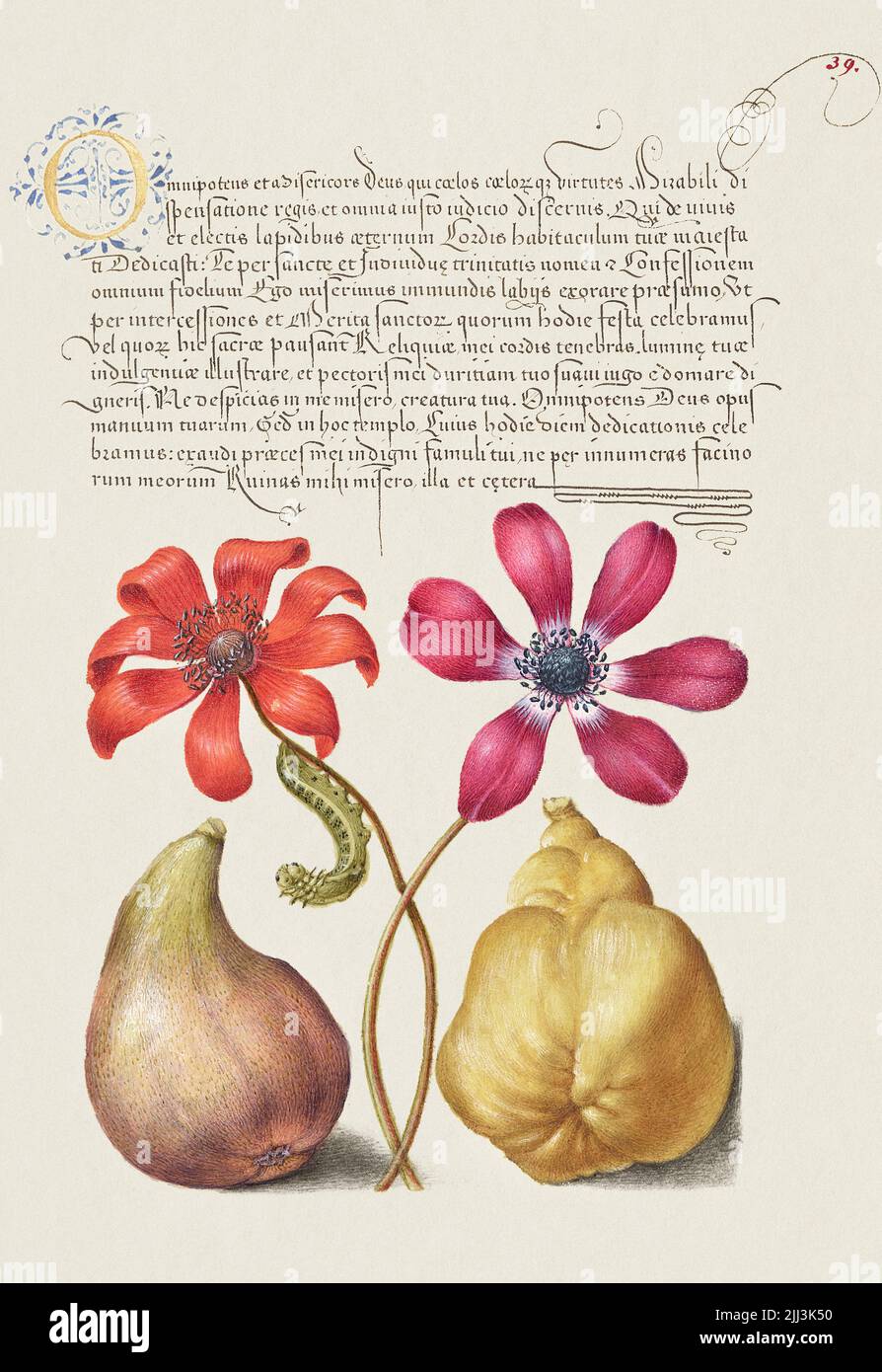 Fig fruit vintage illustration hi-res stock photography and images - Alamy