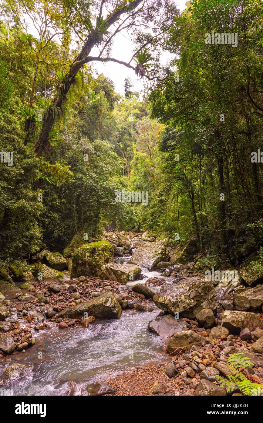 Rainforest views at Springbrook National Park during autumn season ...