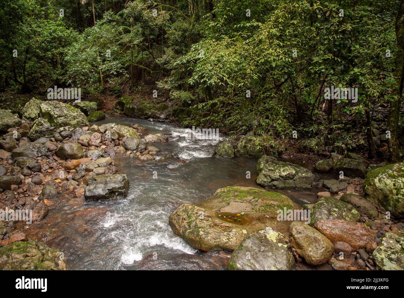 Rainforest views at Springbrook National Park during autumn season ...