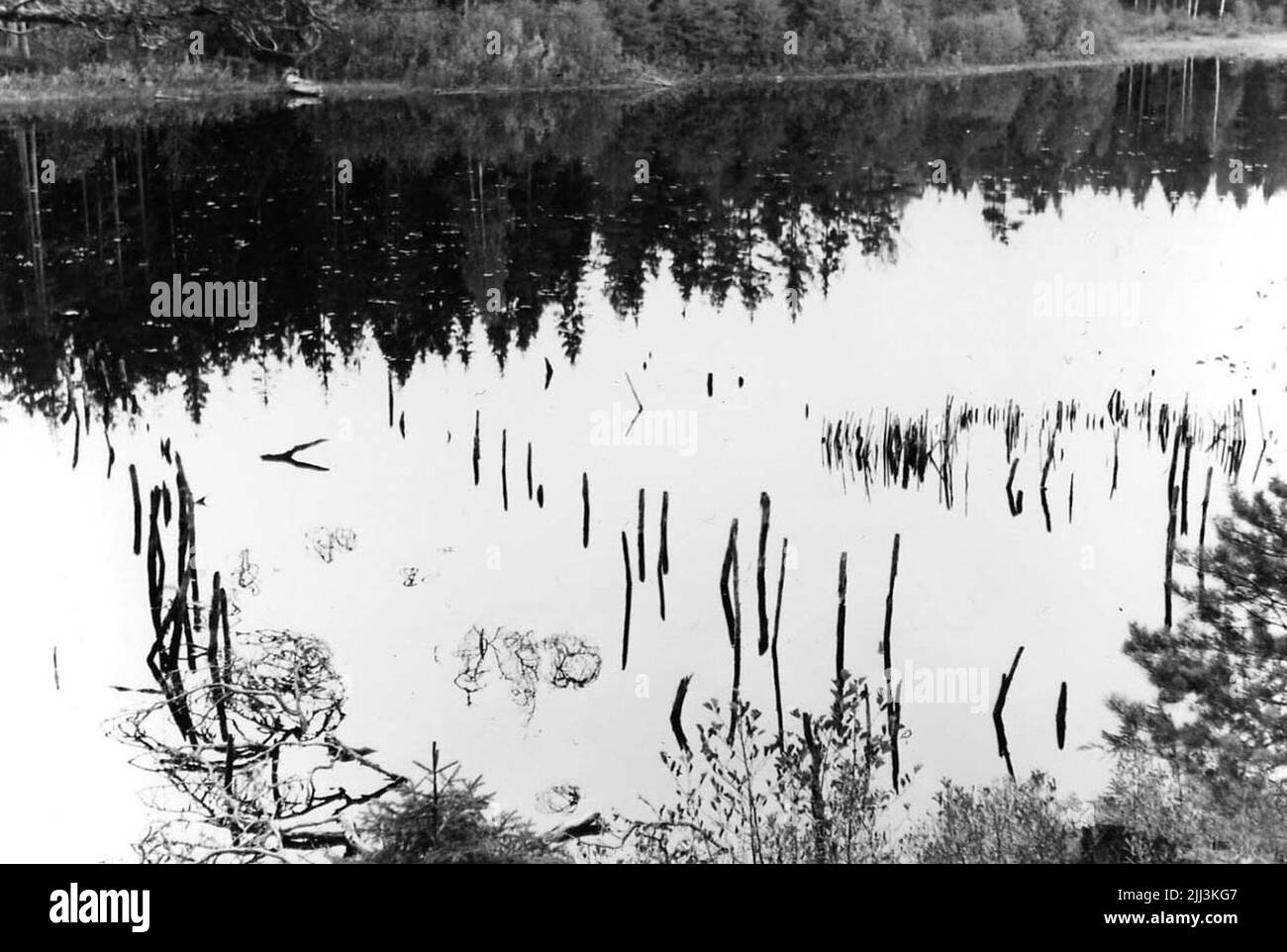 Cat observation Black and White Stock Photos & Images - Alamy