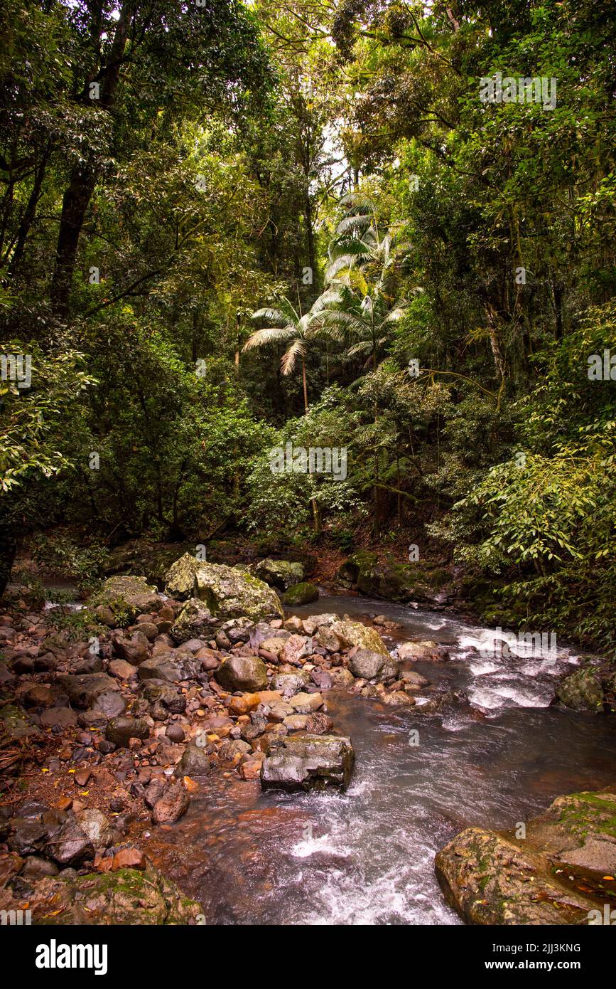 Rainforest views at Springbrook National Park during autumn season ...