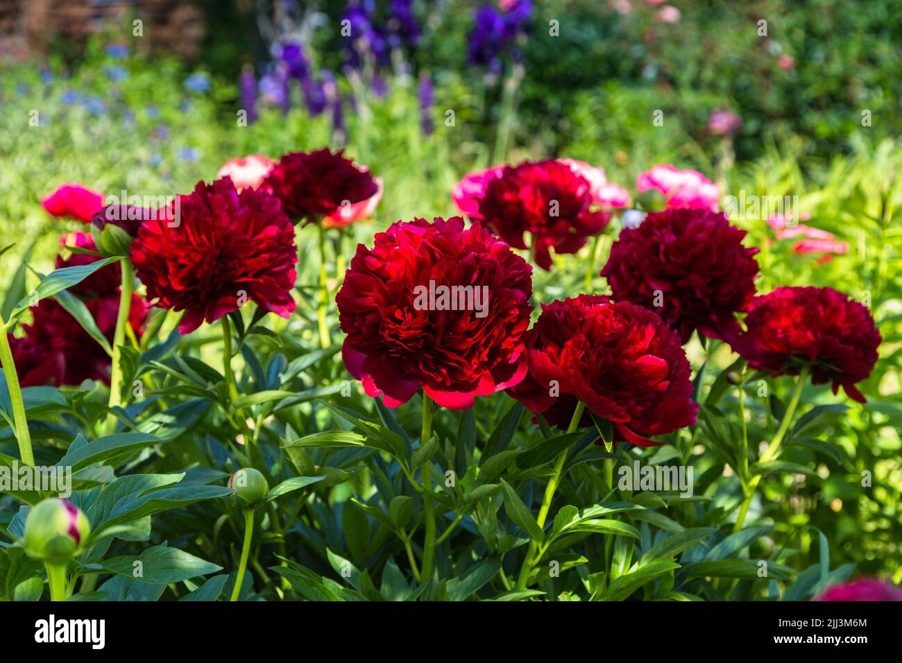 Red Peony albiflora. Paeonia officinalis Command Performance in the ...