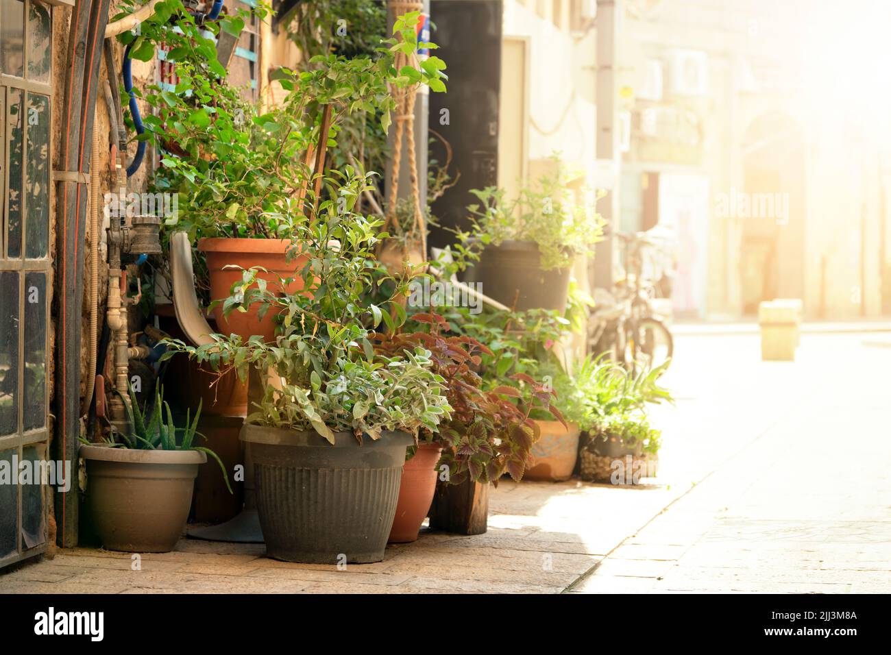 Plants growing in flower pots on the street Stock Photo - Alamy