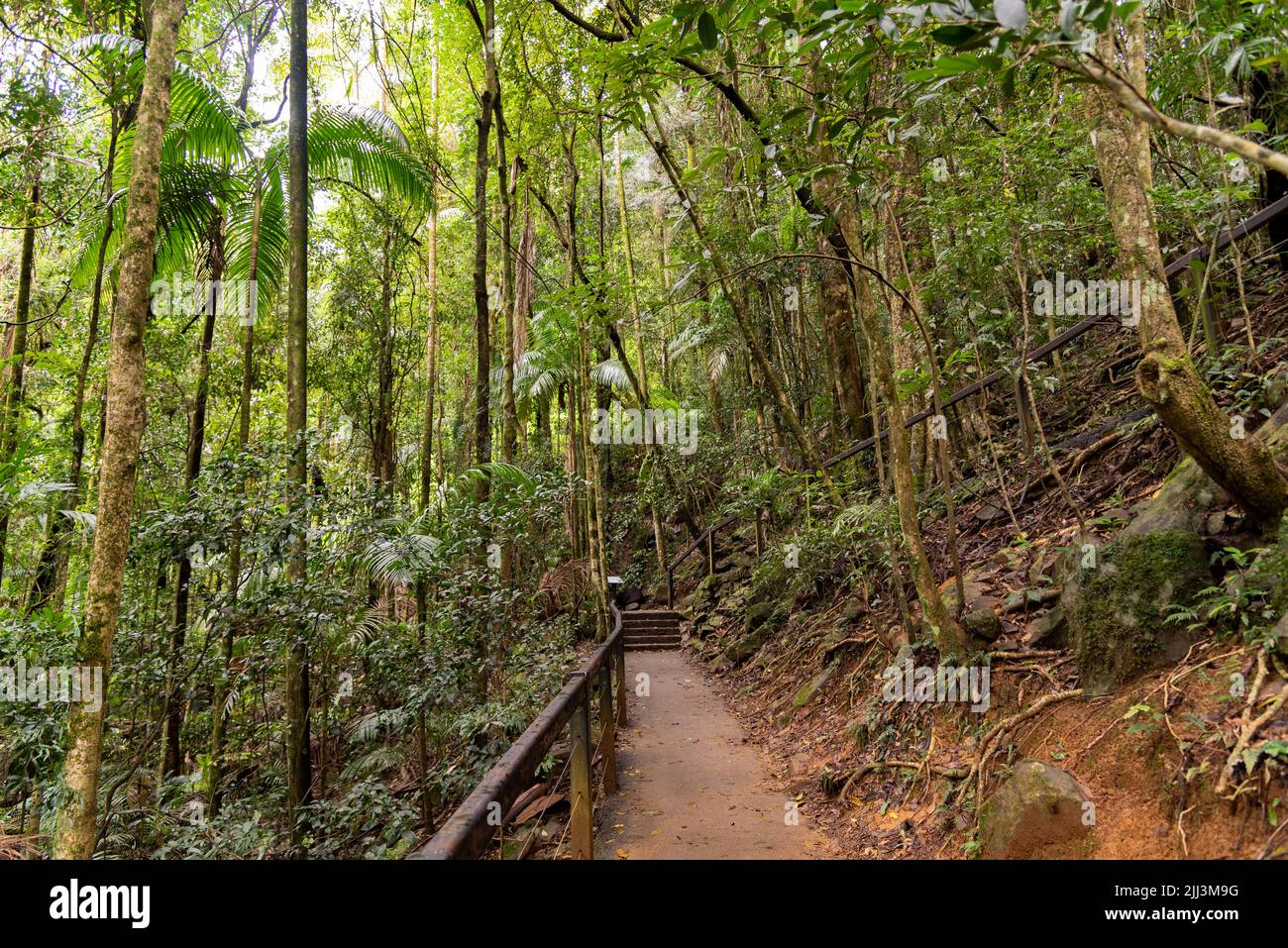 Rainforest views at Springbrook National Park during autumn season ...