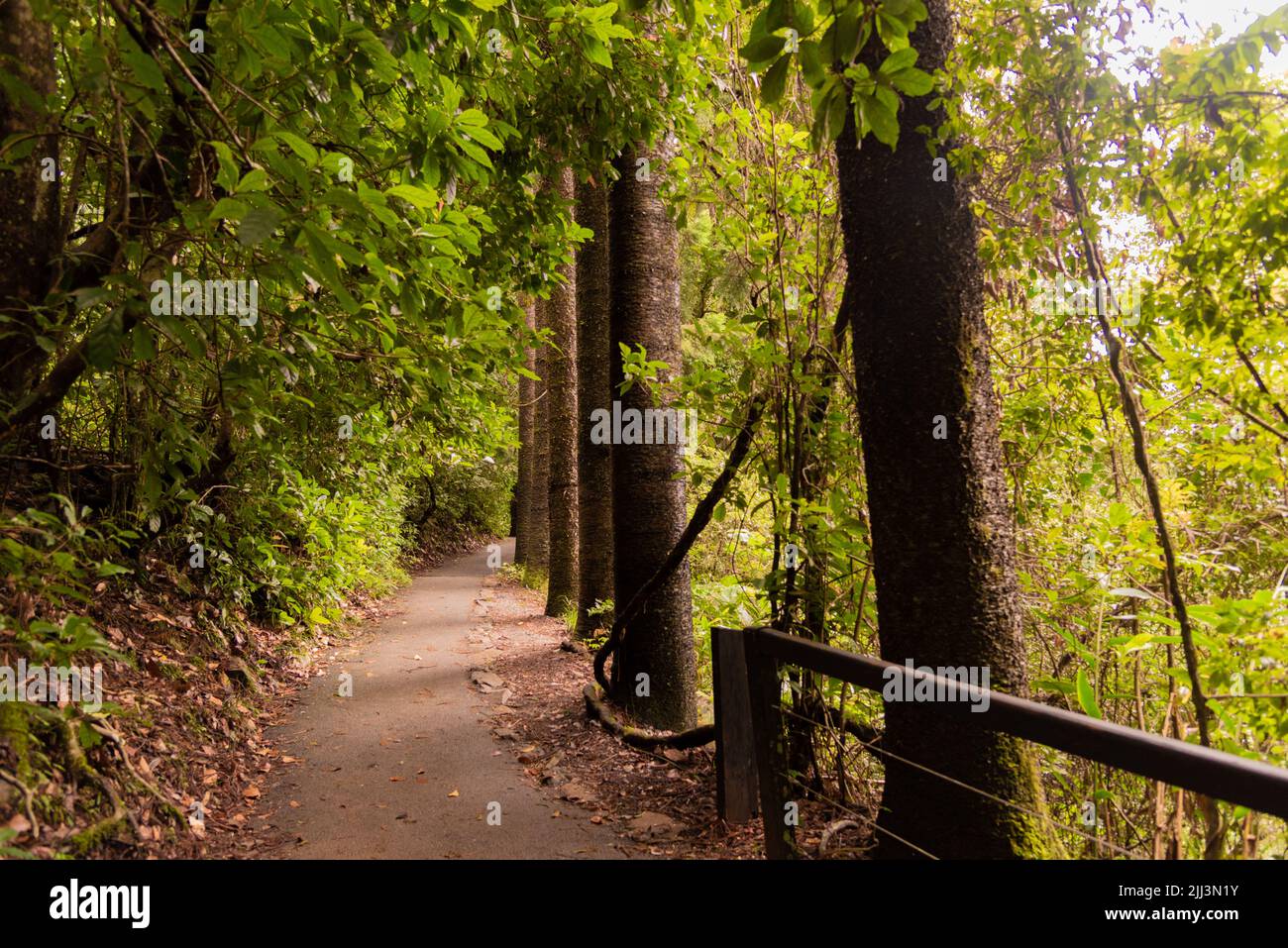 Hiking trail path in Springbrook National Park, Queensland, Australia ...