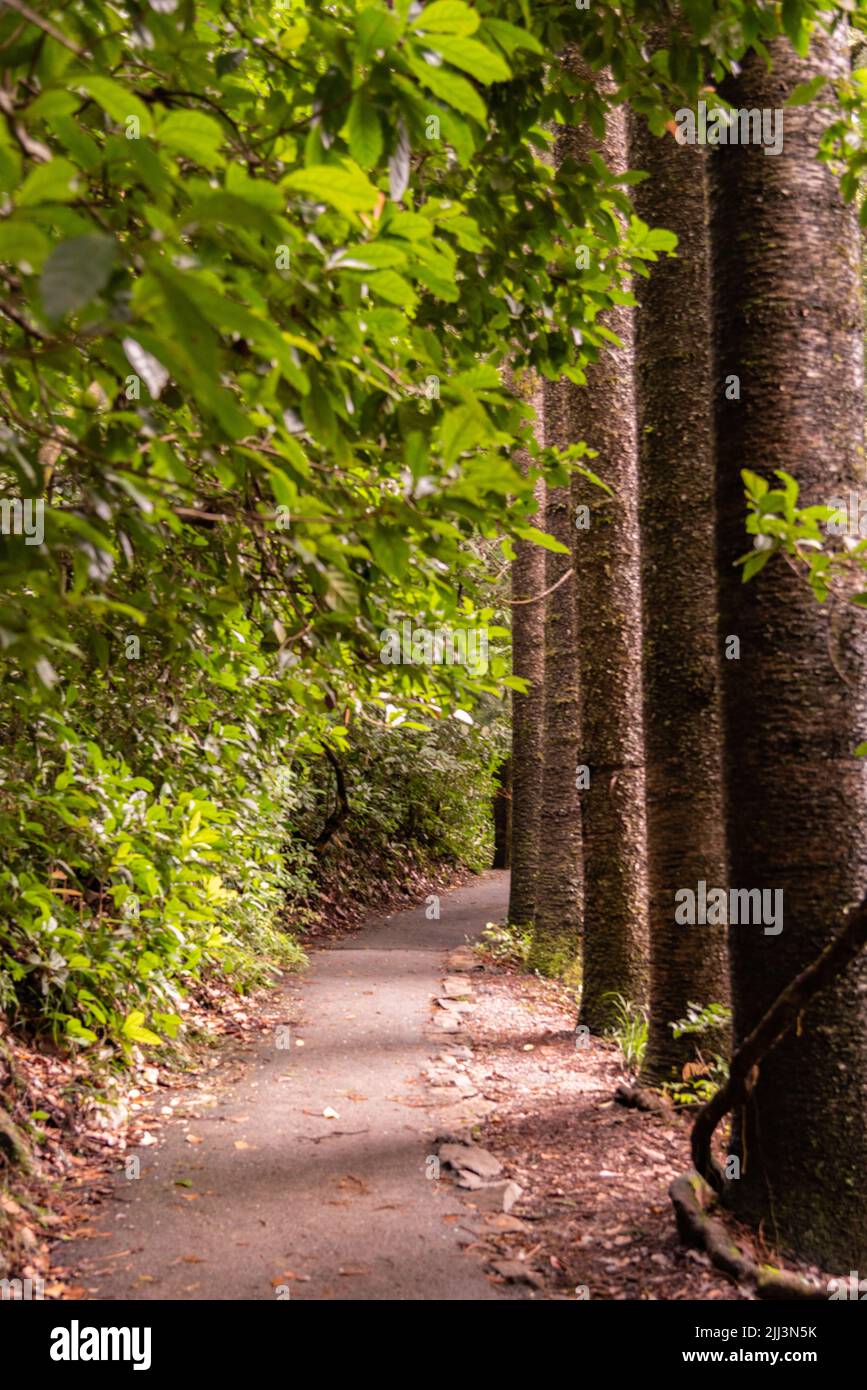 Hiking trail path in Springbrook National Park, Queensland, Australia ...