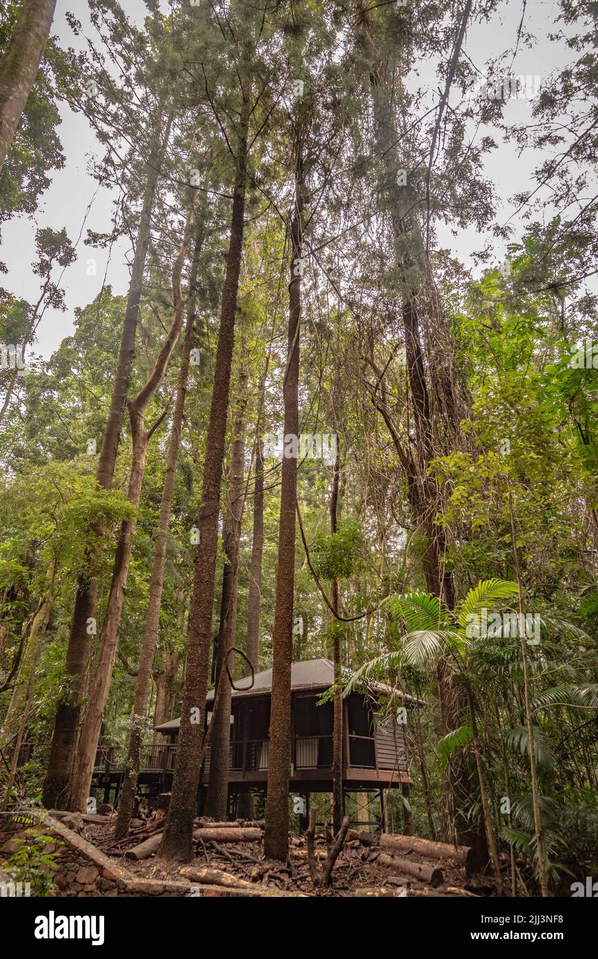 Inside rainforest national park of Queensland, Australia Stock Photo ...