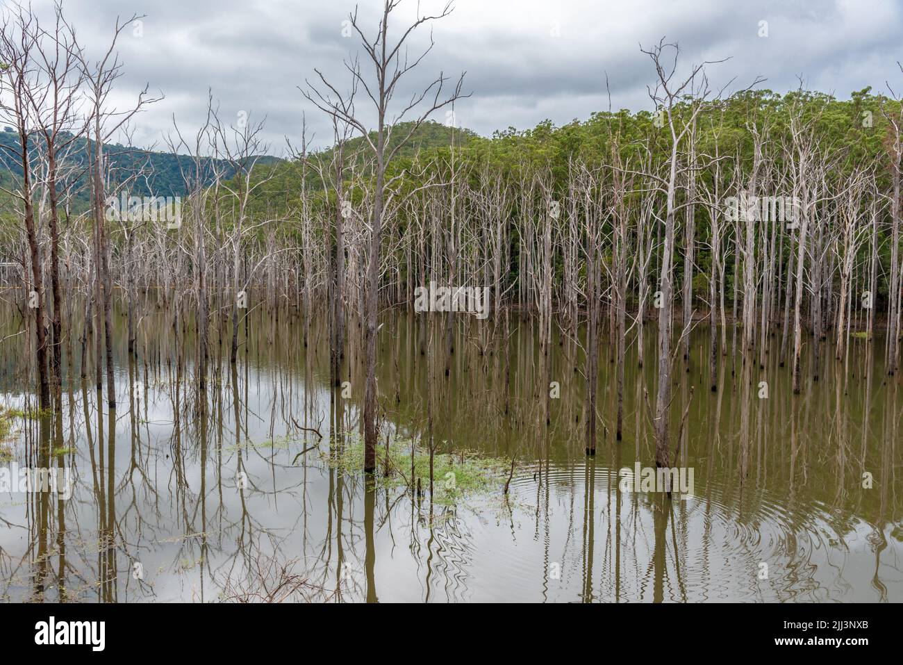Panoramic swamp view in Queensland, Australia Stock Photo - Alamy