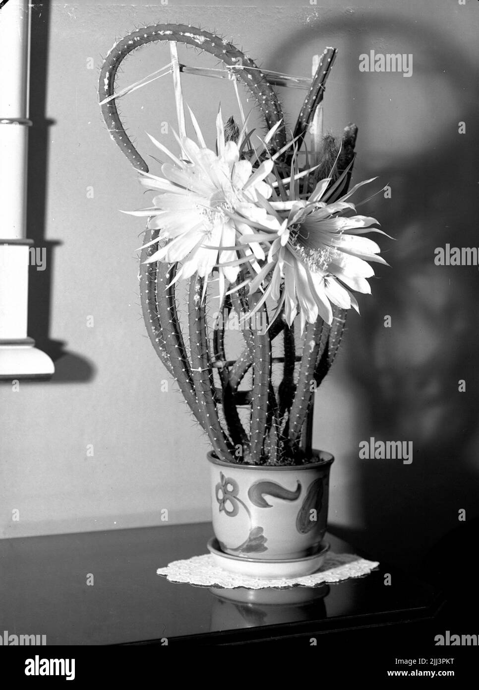 Botanical flowering Black and White Stock Photos & Images - Alamy