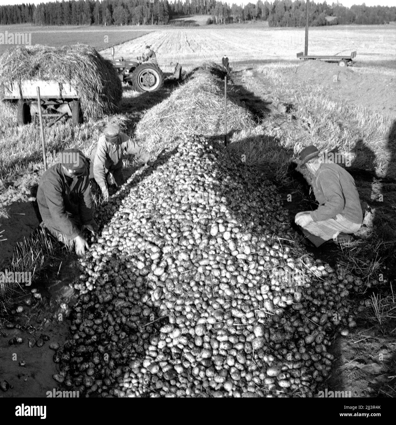 Village trees picture Black and White Stock Photos & Images - Alamy