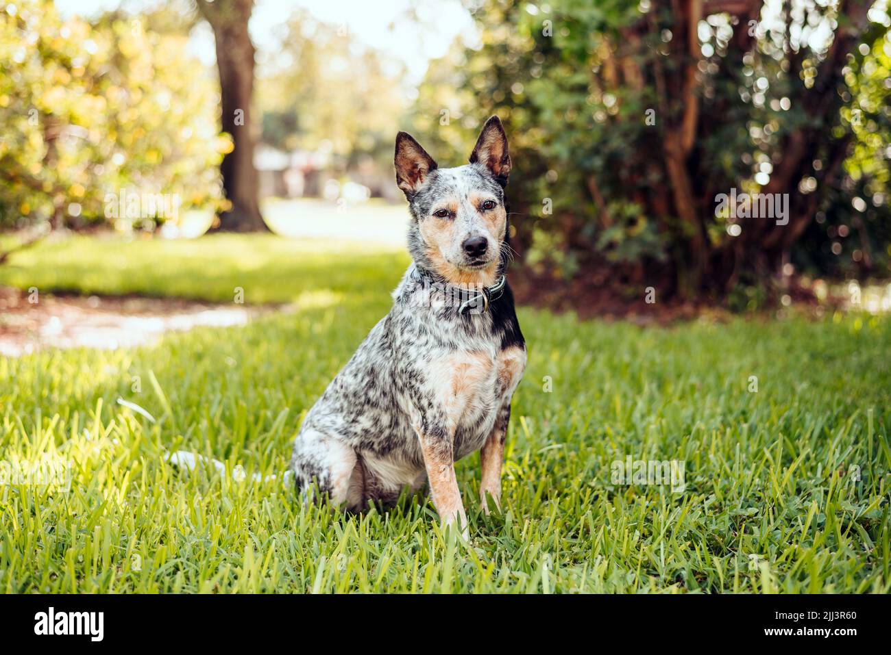 Australian Cattle Dog Blue Heeler sitting in a grassy field at sunset ...
