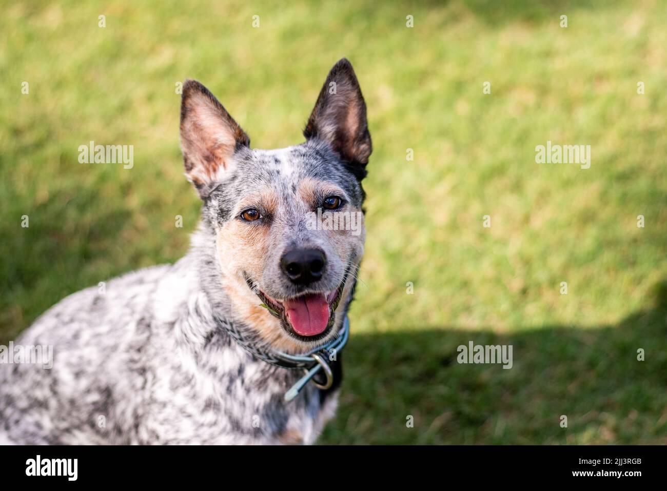 Australian Cattle Dog Blue Heeler sitting in a grassy field at sunset ...