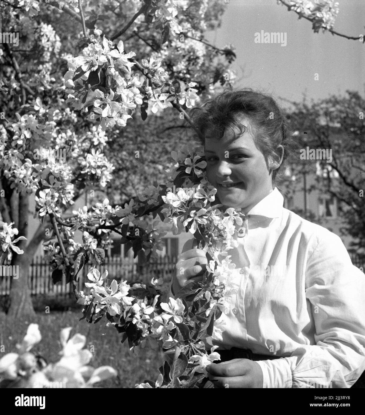 Spring trees apple tree Black and White Stock Photos & Images - Alamy
