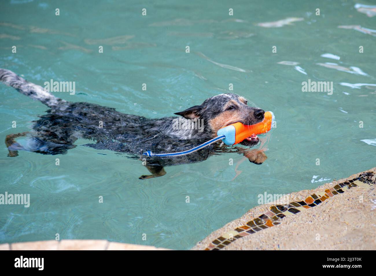 Can Australian Cattle Dogs Swim