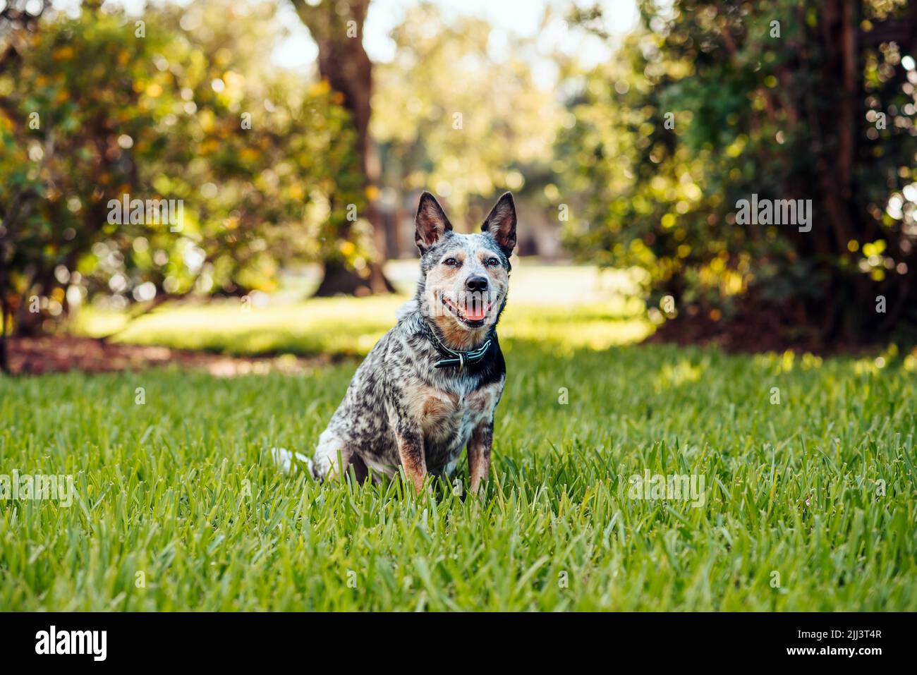 Australian Cattle Dog Blue Heeler sitting in a grassy field at sunset ...