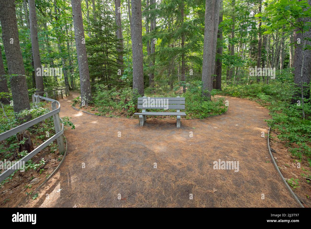 Empty bench on a forest path Stock Photo - Alamy