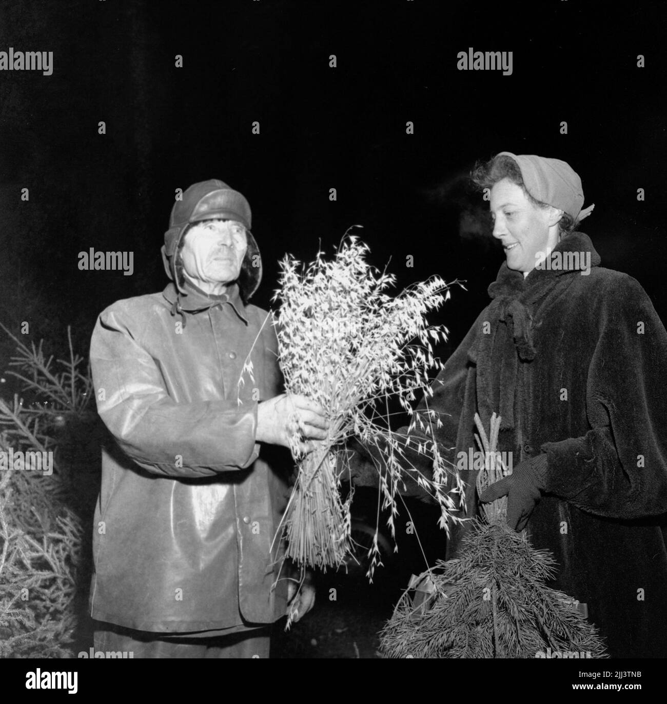 December christmas tree pine Black and White Stock Photos & Images - Alamy