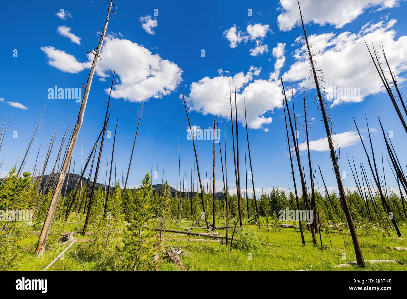 Fairy falls trail yellowstone hi-res stock photography and images - Alamy