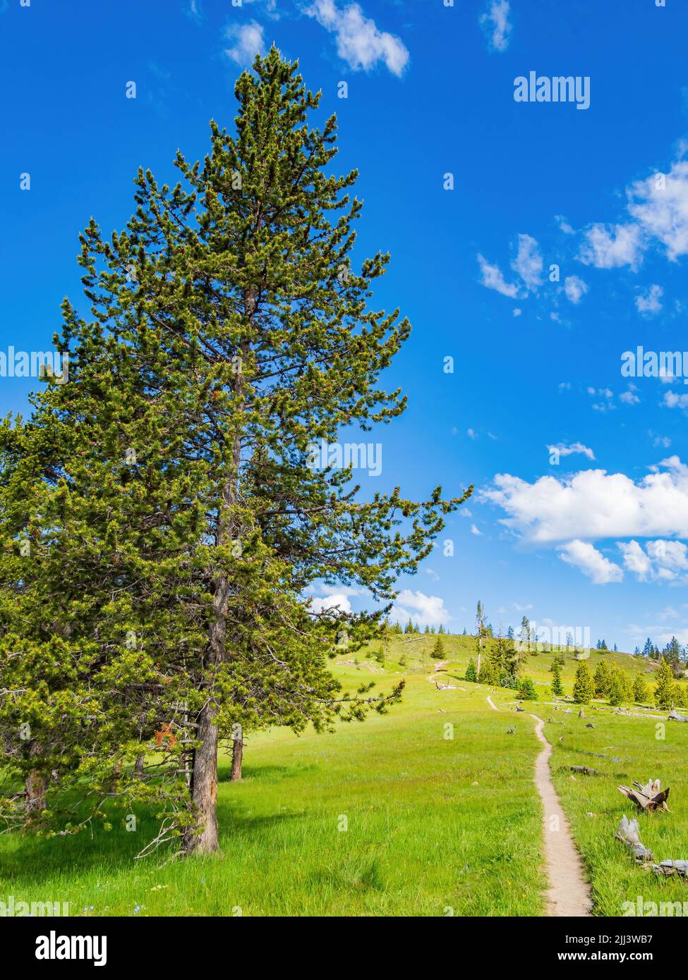 Yellowstone lake overlook trail hi-res stock photography and images - Alamy