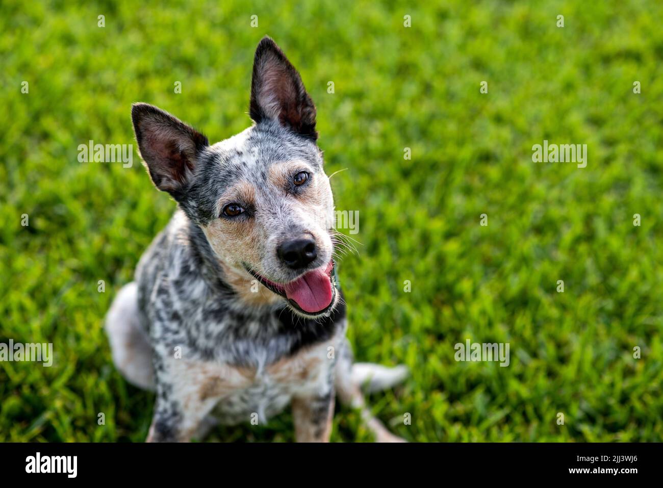 Australian Cattle Dog Blue Heeler sitting in a grassy field at sunset ...