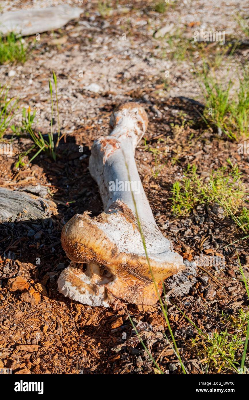 Bison bone hi-res stock photography and images - Alamy