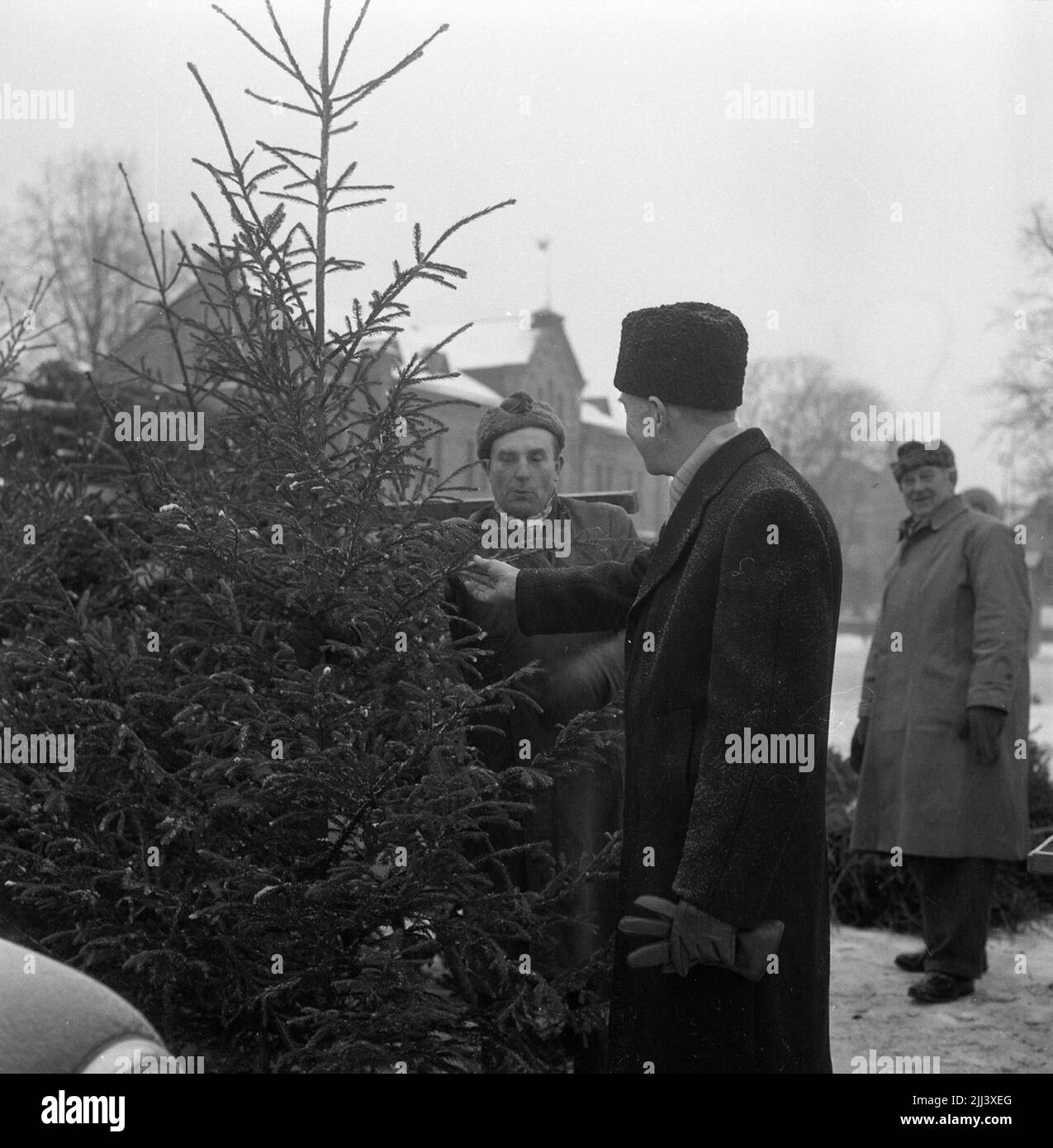 Christmas trees. December 23, 1958 Stock Photo - Alamy