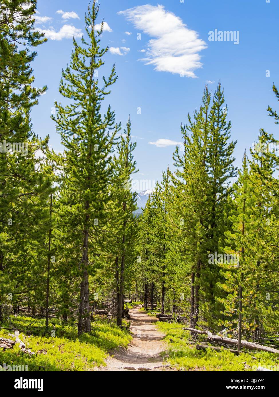 Sunny view of the Duck Lake Trail at Wyoming Stock Photo - Alamy