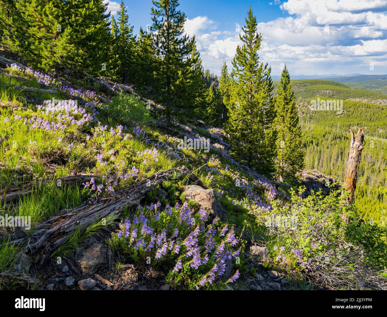 Wild flower blossom along the Mystic Falls Trail at Wyoming Stock Photo ...