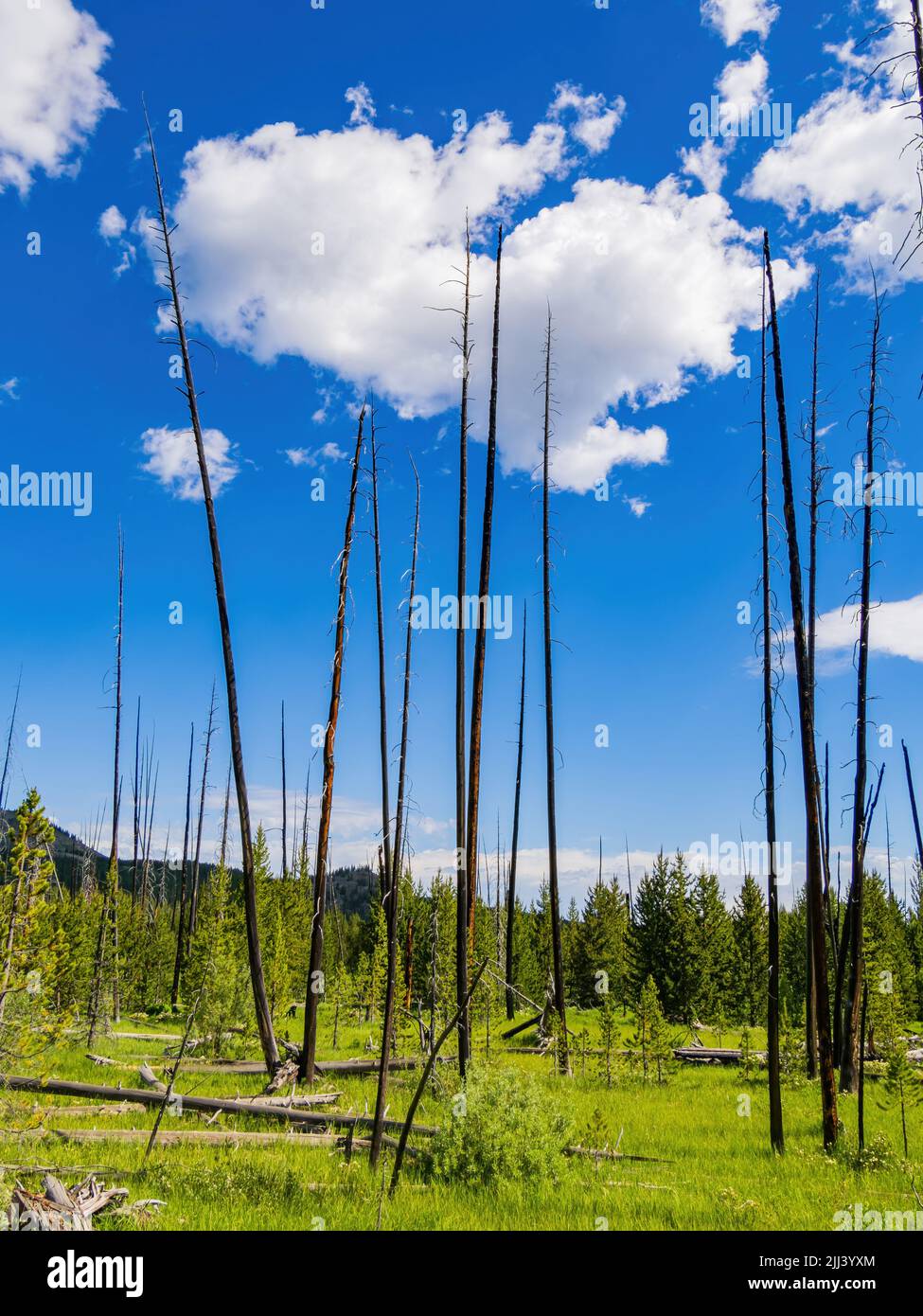 Fairy falls trail yellowstone hi-res stock photography and images - Alamy