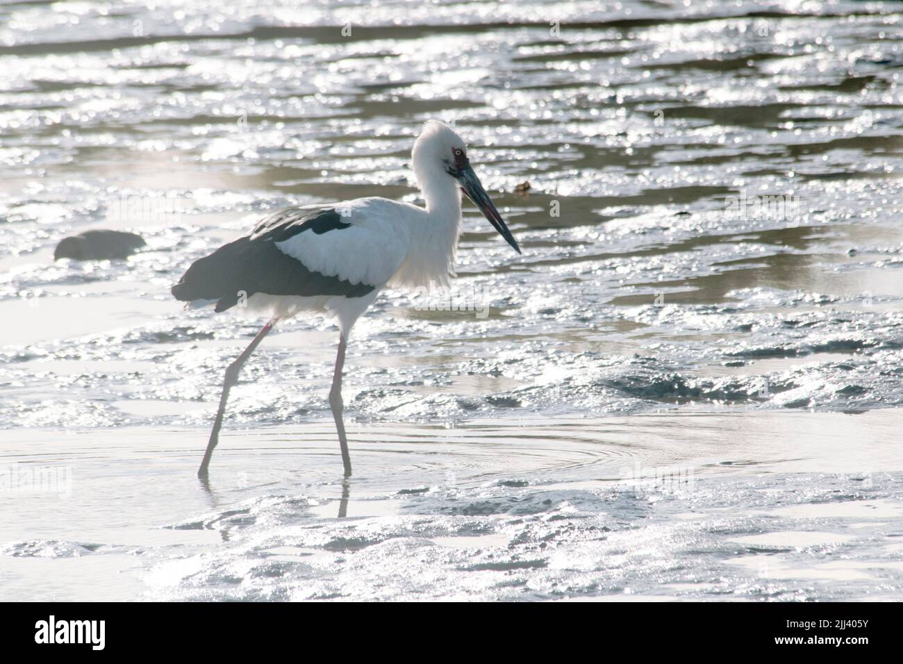 American stork hi-res stock photography and images - Alamy