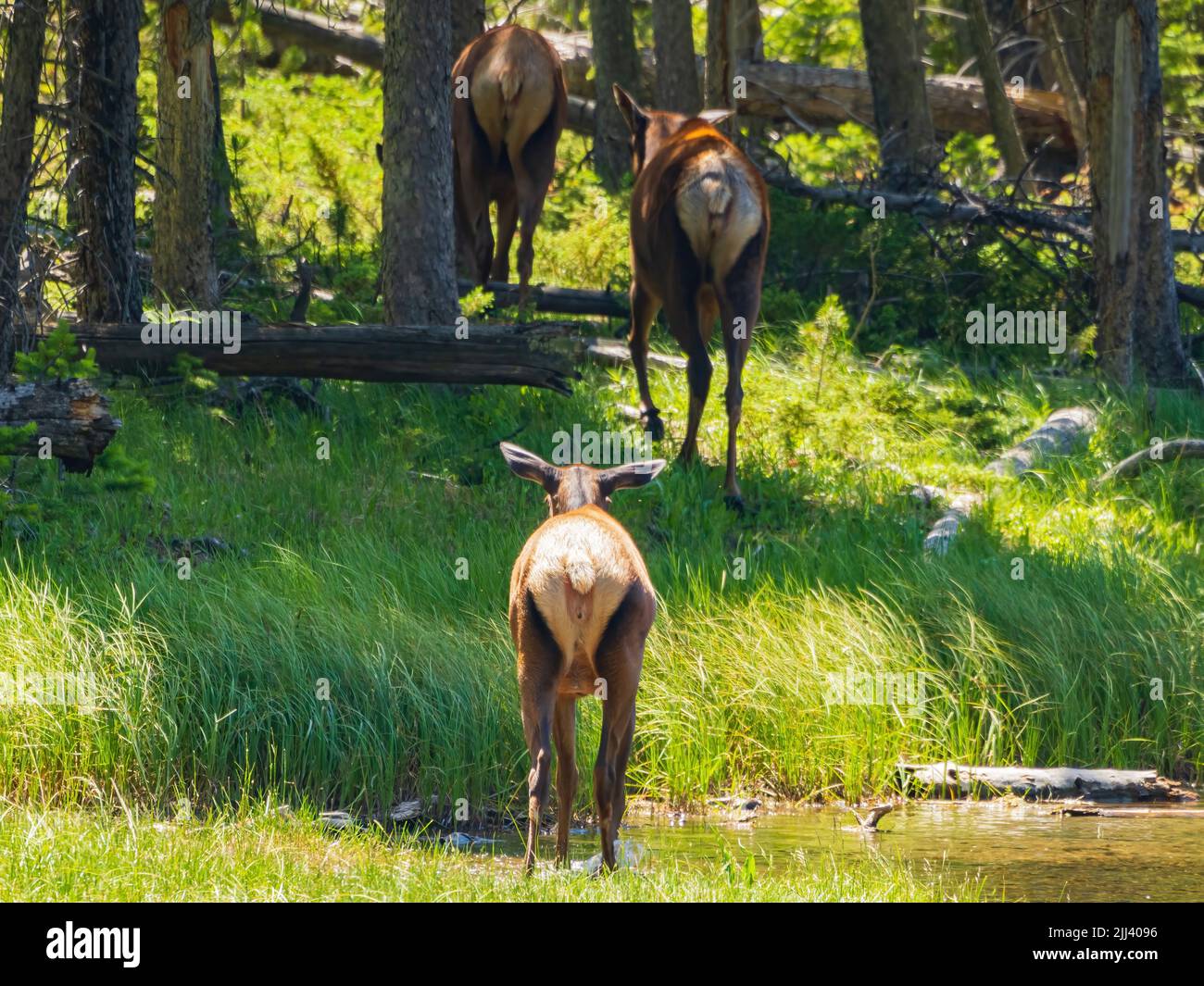 Close up shot deer walking hi-res stock photography and images - Alamy
