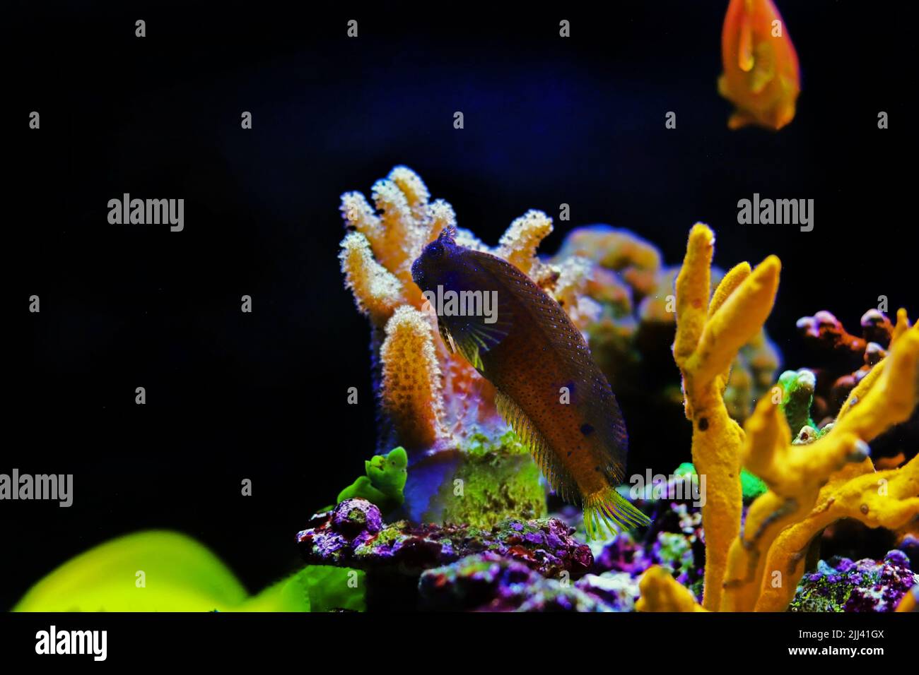 Starry or Snowflake blenny fish in coral reef aquarium tank Stock Photo - Alamy