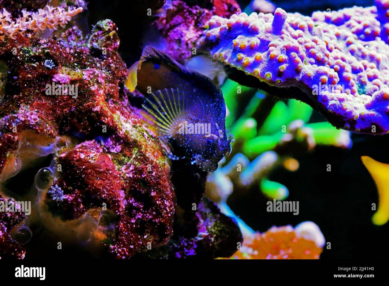 Starry or Snowflake blenny fish in coral reef aquarium tank Stock Photo - Alamy