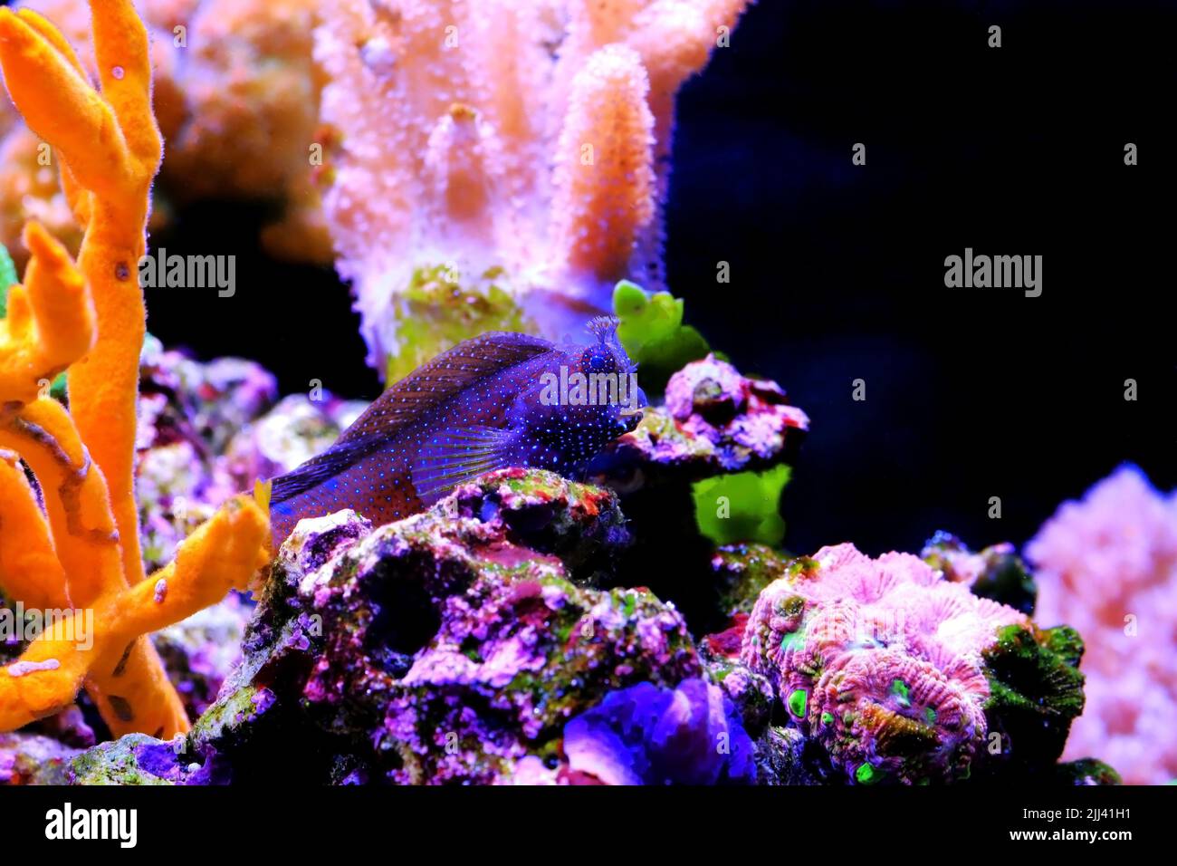 Starry or Snowflake blenny fish in coral reef aquarium tank Stock Photo - Alamy