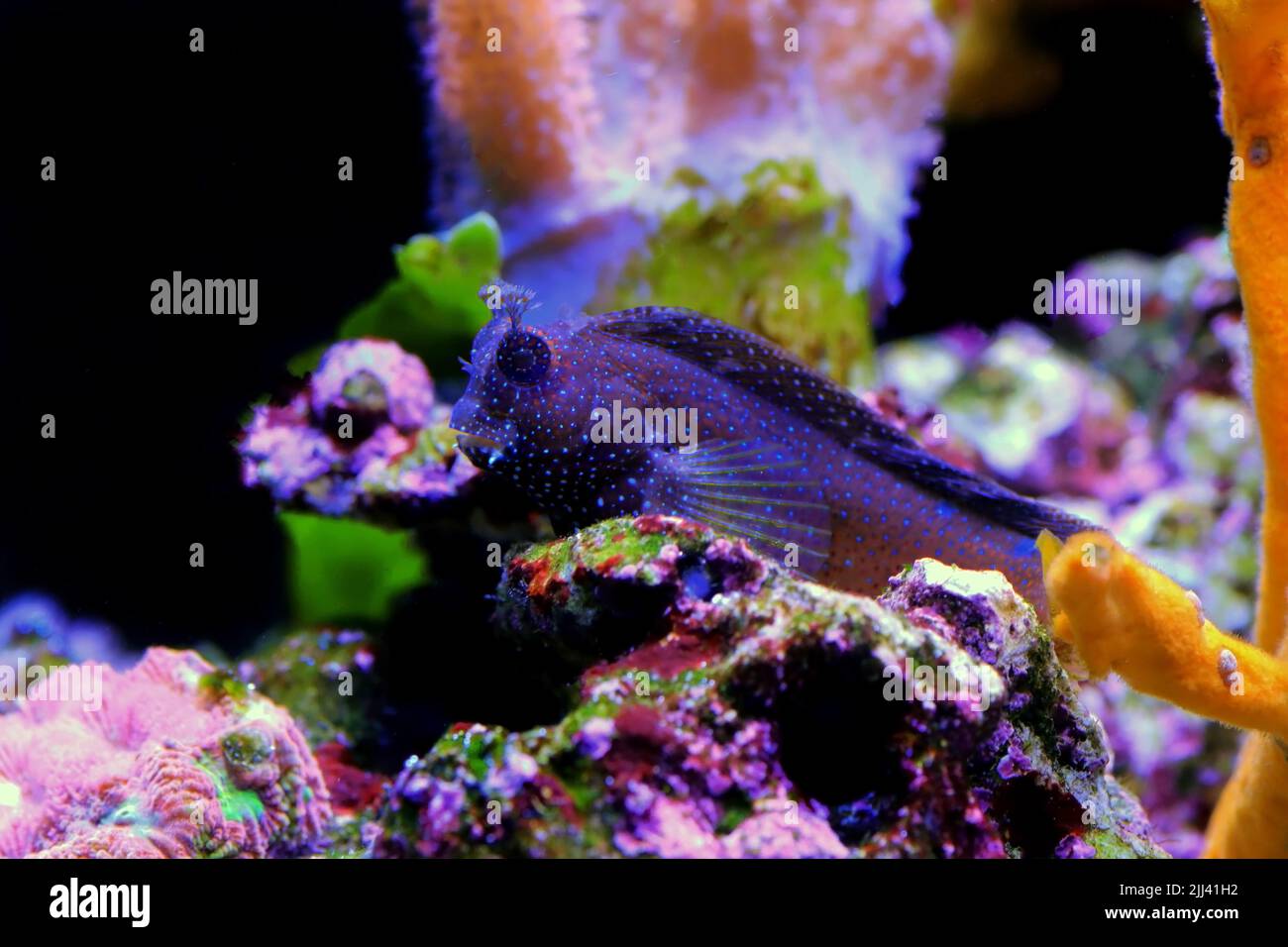 Starry or Snowflake blenny fish in coral reef aquarium tank Stock Photo - Alamy
