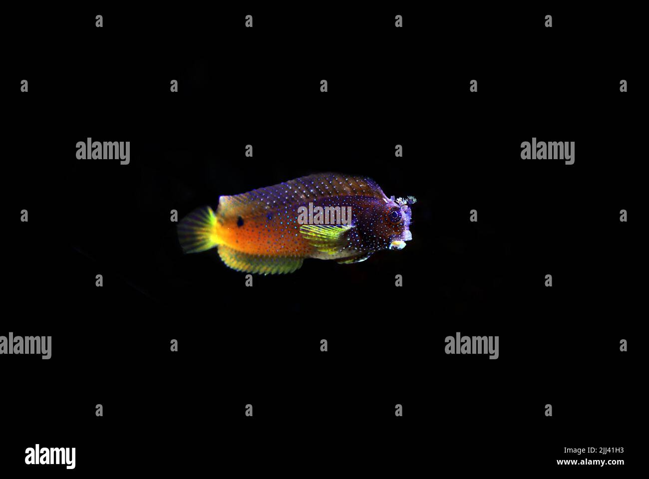 Starry or Snowflake blenny fish in coral reef aquarium tank Stock Photo - Alamy