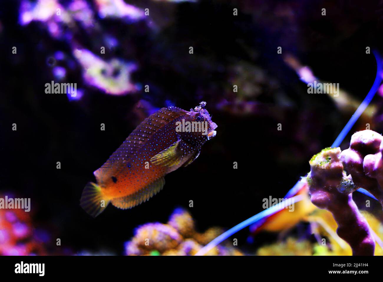 Starry or Snowflake blenny fish in coral reef aquarium tank Stock Photo ...