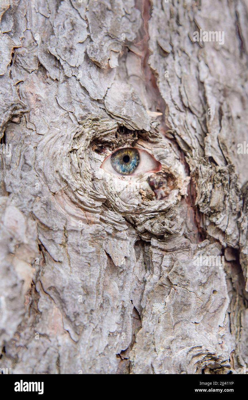I have my eye on you Stock Photo - Alamy