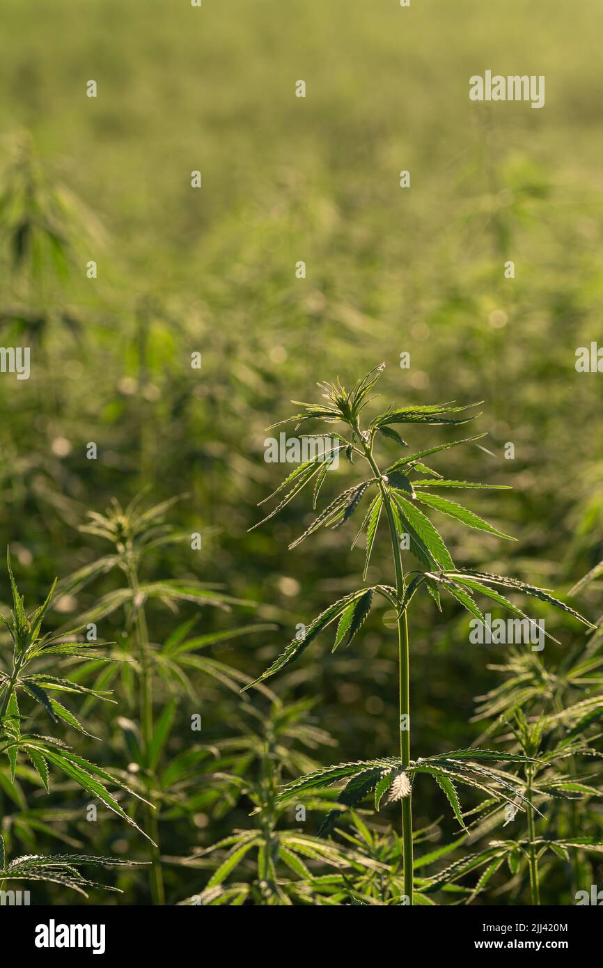 Wide view of a green hemp field under natural sunlight, agricultural ...
