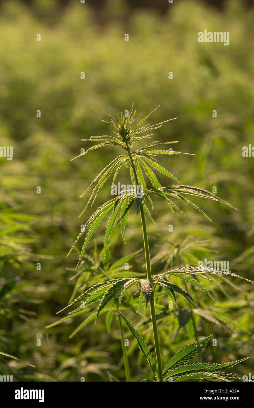 Wide view of a green hemp field under natural sunlight, agricultural ...