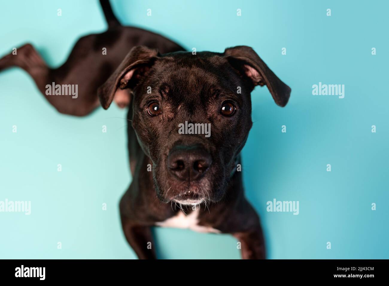 Terrier mix hi-res stock photography and images - Alamy