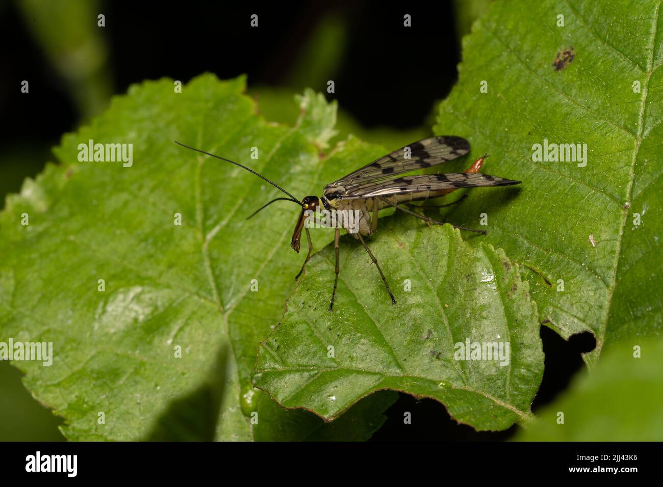 beautiful insect in spring on leaf in the grass Stock Photo - Alamy