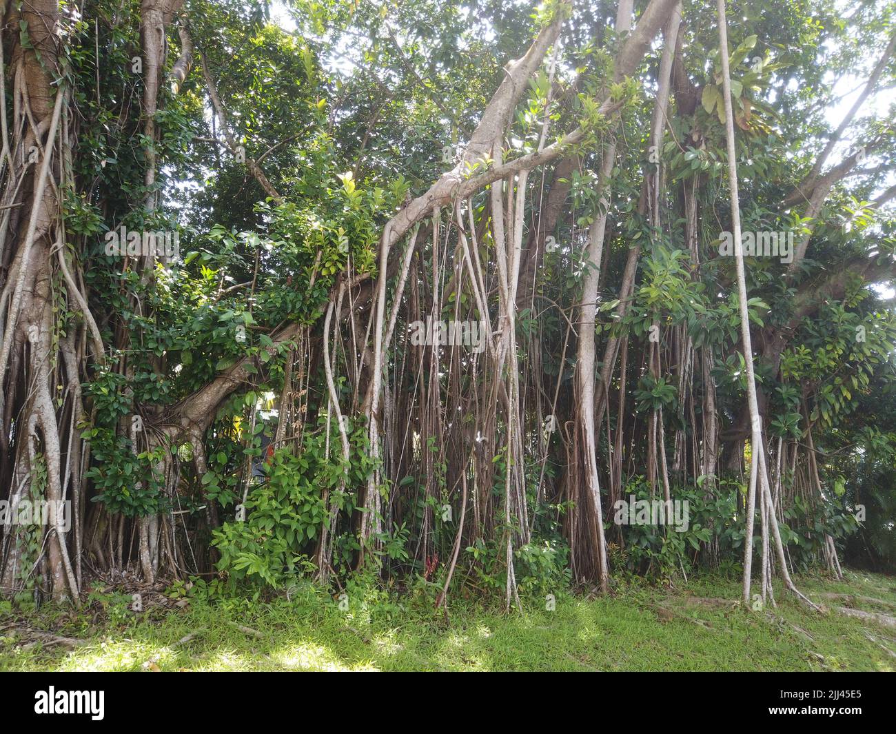 old trees at local park in bangladesh Stock Photo - Alamy