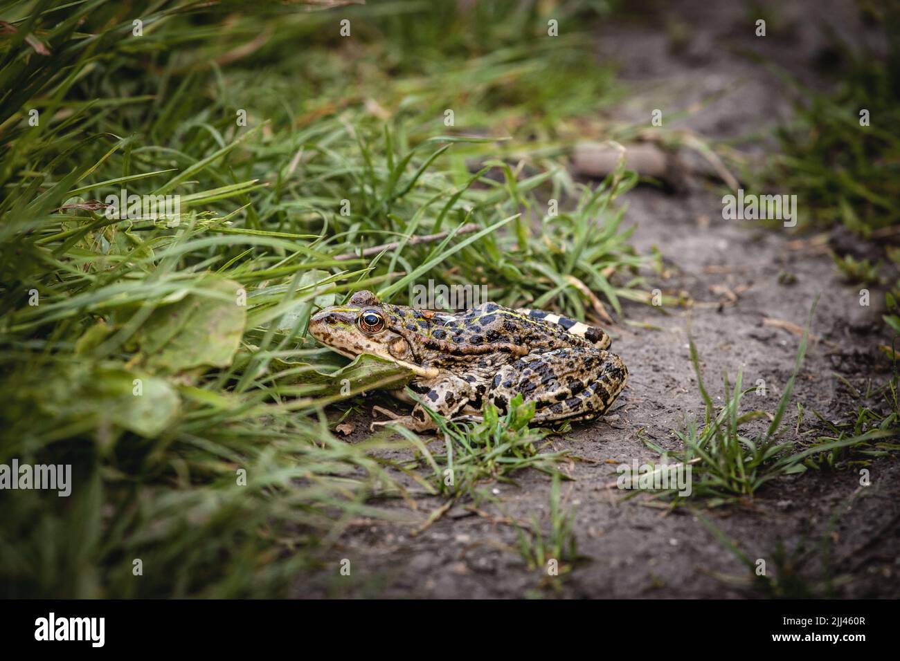 Picture of a common toad, green and grey, hiding in the grass ...