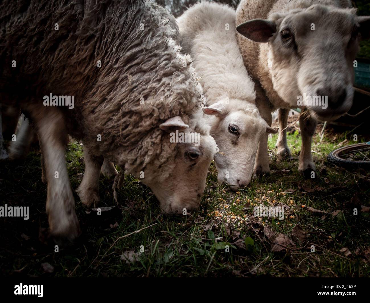 Picture of sheeps, white sheeps, standing in a pasture. Sheep are ...