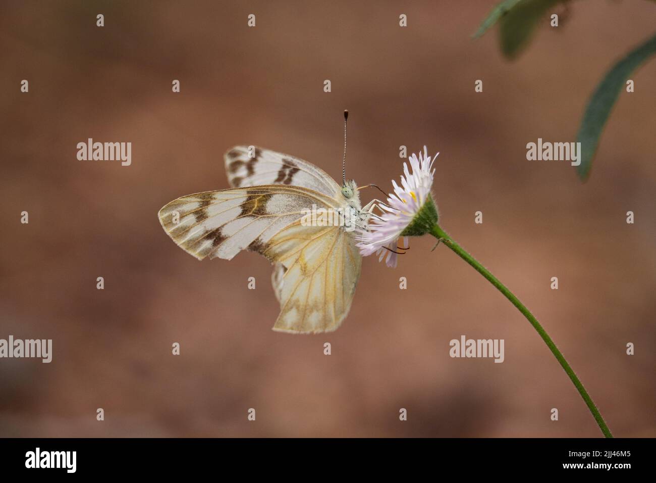 Female southern cabbage white hi-res stock photography and images - Alamy