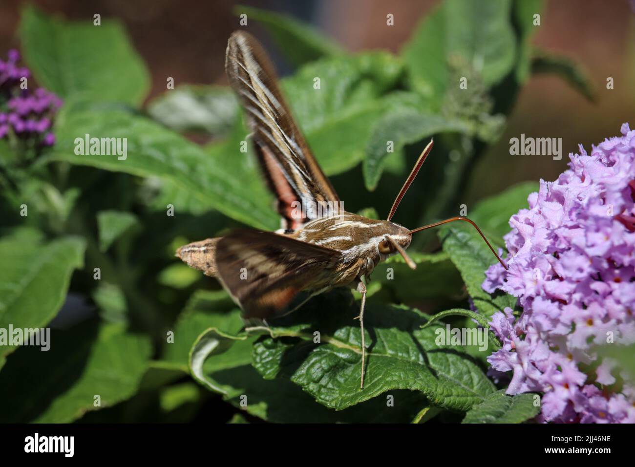 White-lined sphinx moth or Hyles lineata feeding on butterfly bush ...