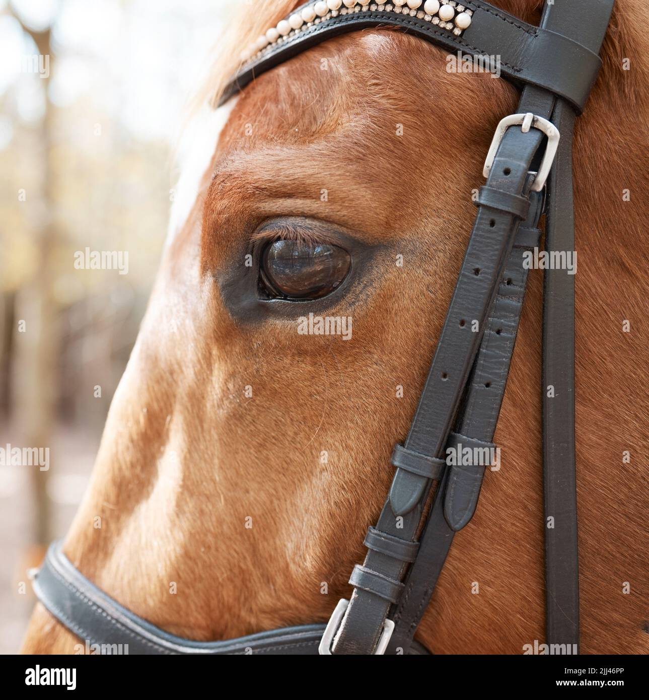 Beautiful shot forest hill hi-res stock photography and images - Alamy