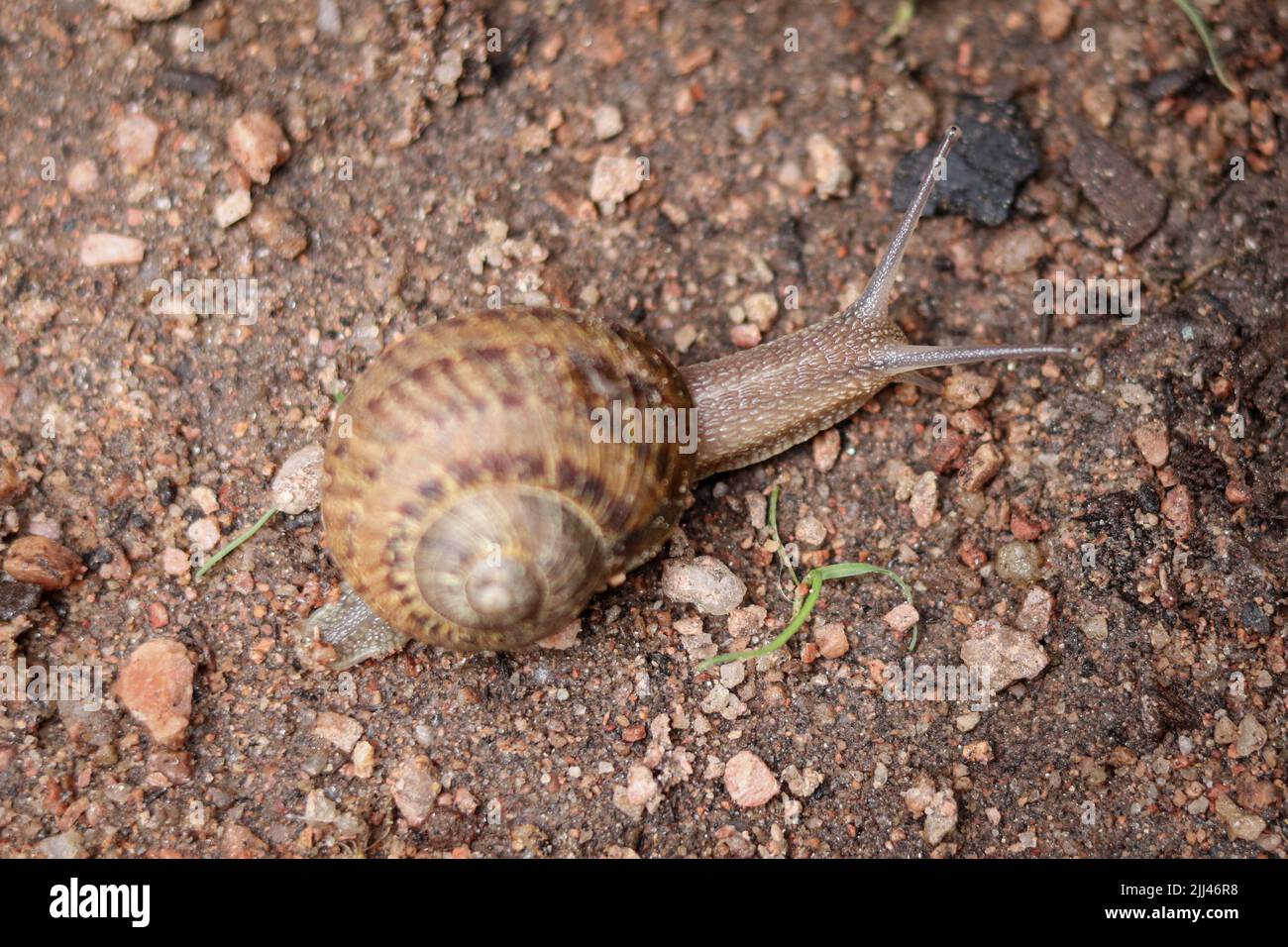 Garden snail or Cornu aspersum moving across the ground at Plant Fair ...