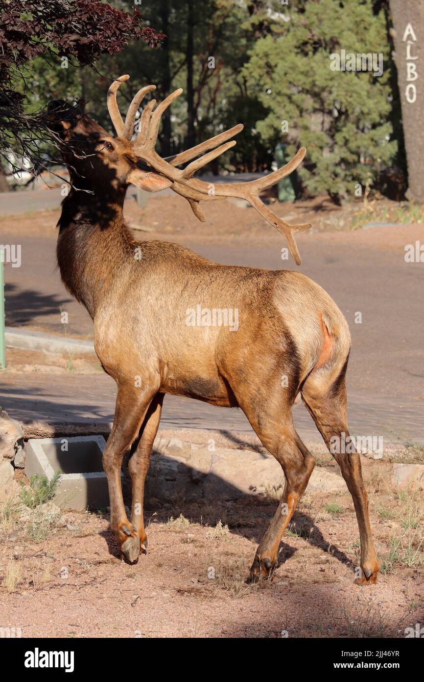 Majestic male hi-res stock photography and images - Alamy